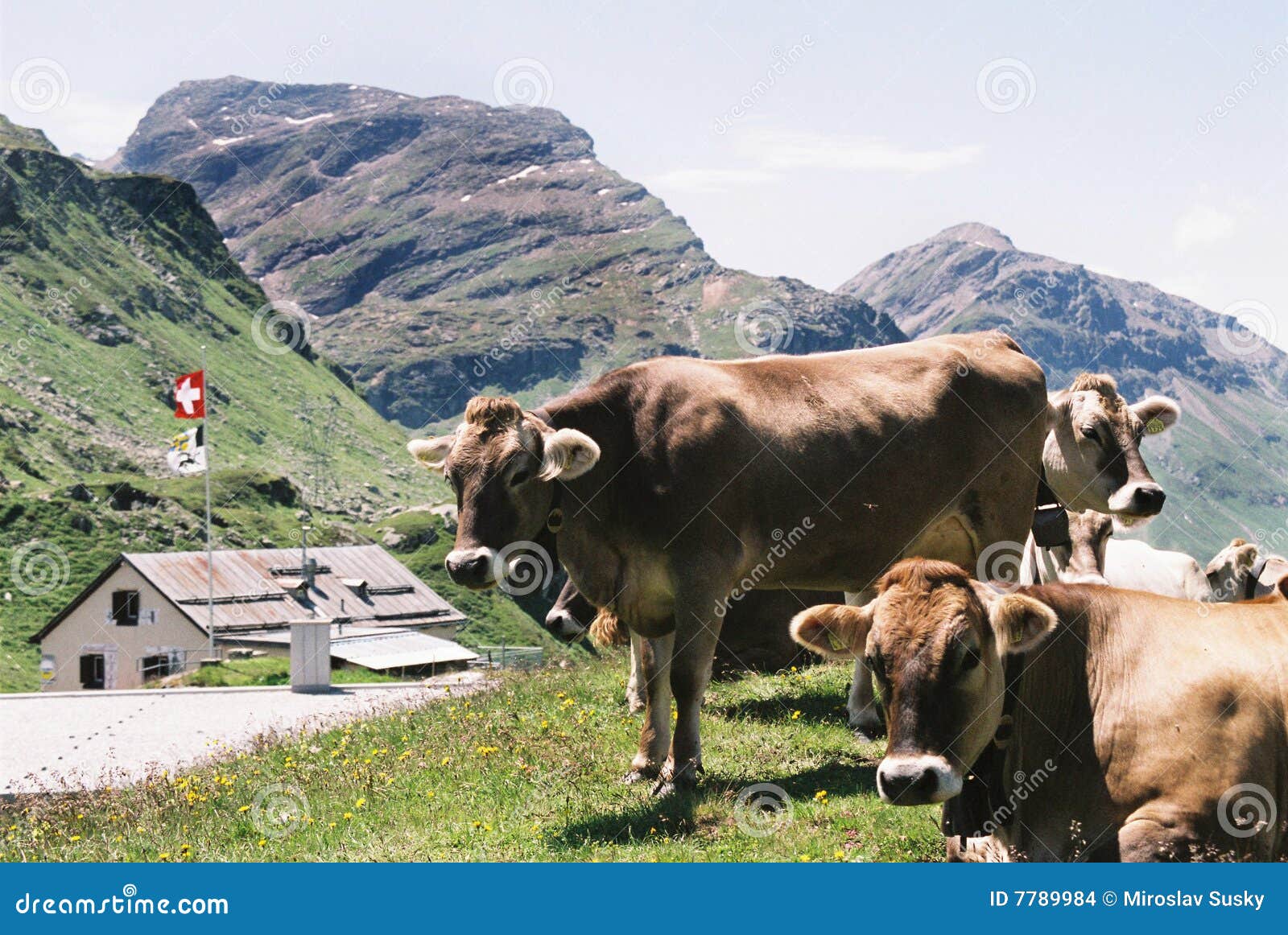 Cows stock photo. Image of grazing, cattle, swiss, young - 7789984