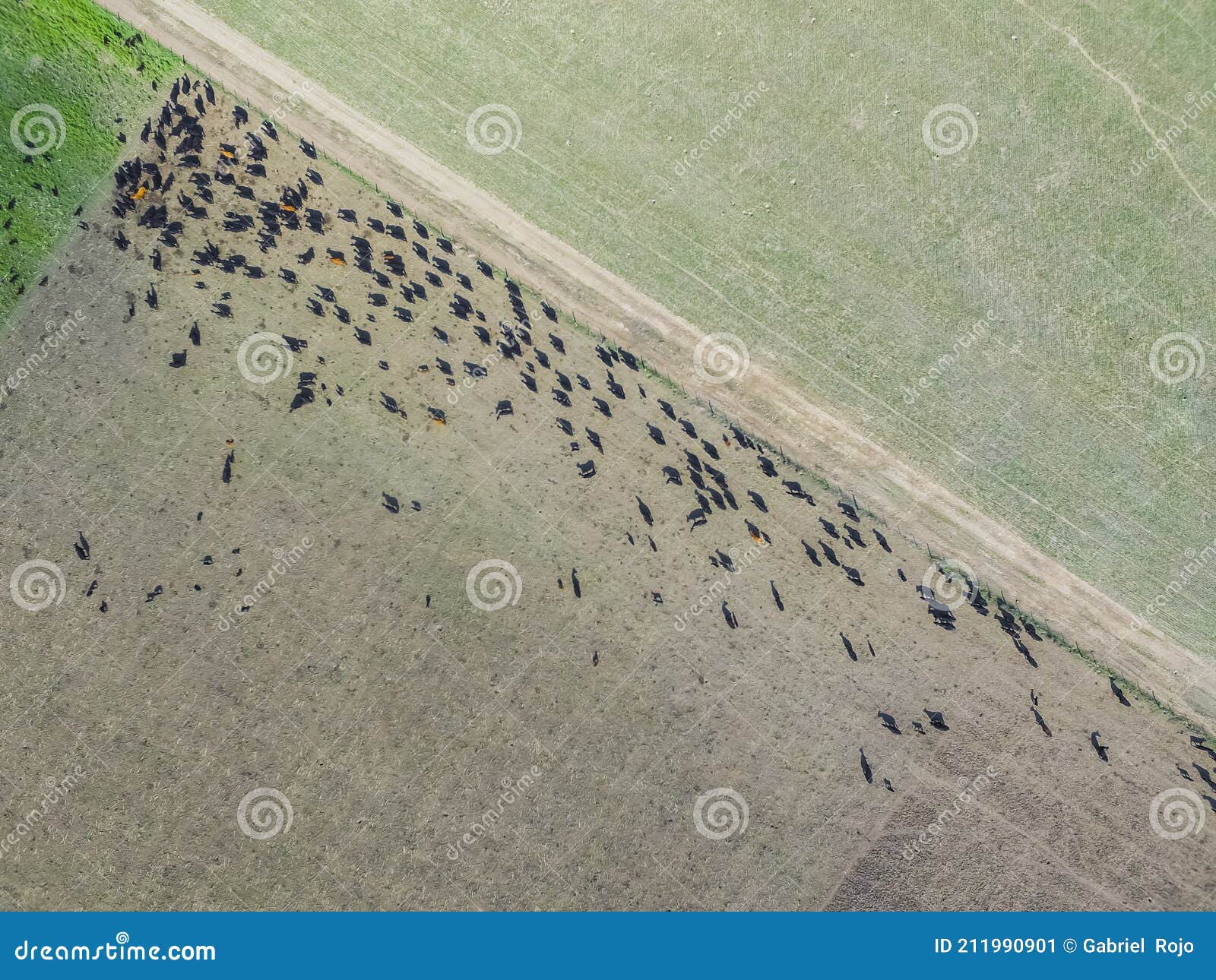 Cows aerial view, stock image. Image of calf, agro, livestock - 211990901