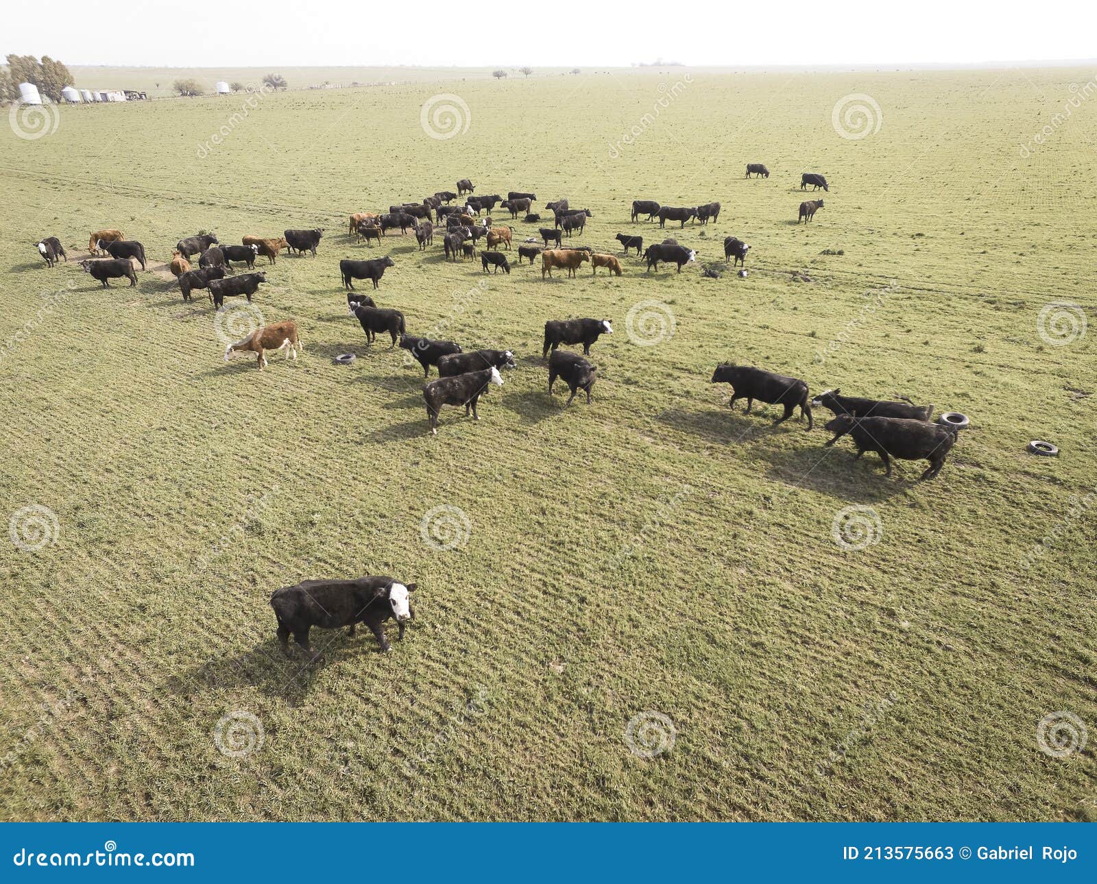 Cows aerial view, stock image. Image of meat, calf, food - 213575663