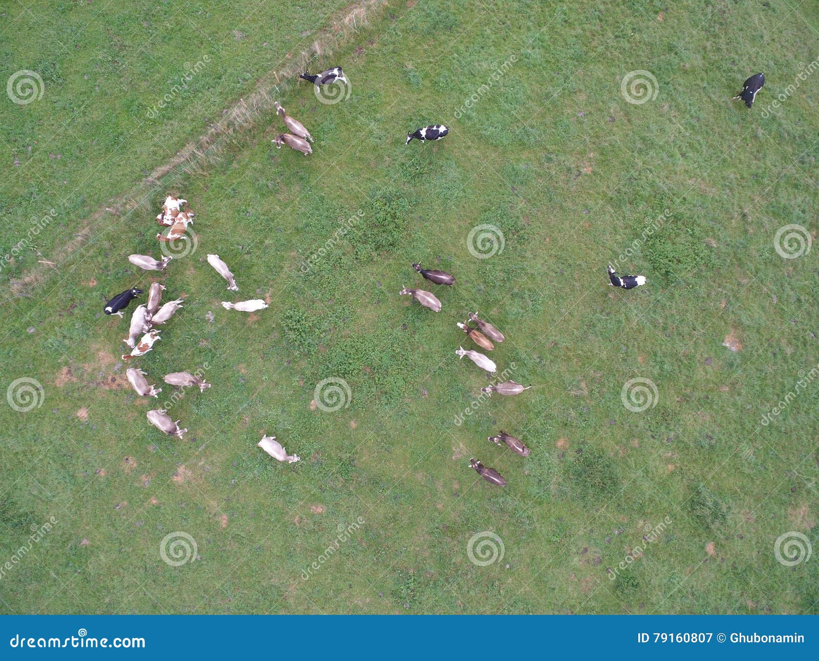 Cows aerial stock image. Image of farmland, grazing, grass - 79160807