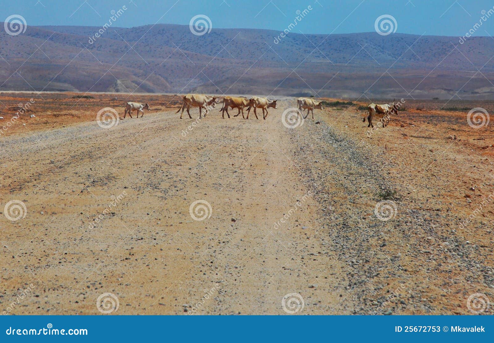Cows in Africa stock image. Image of grazing, agriculture - 25672753