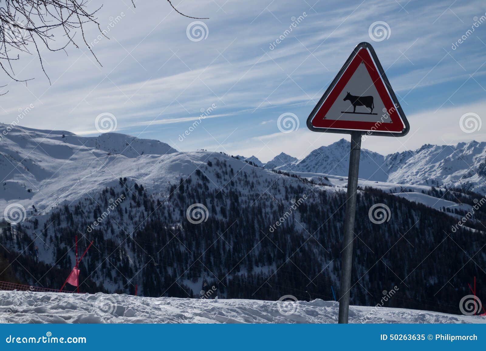 Cows ahead stock image. Image of switzerland, warning - 50263635