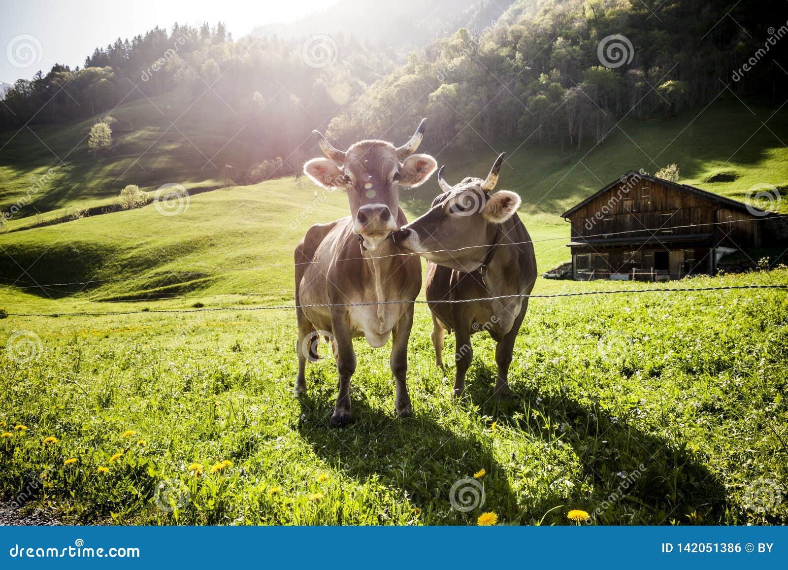 Cows on alp stock photo. Image of brown, sunbeam, animal - 142051386