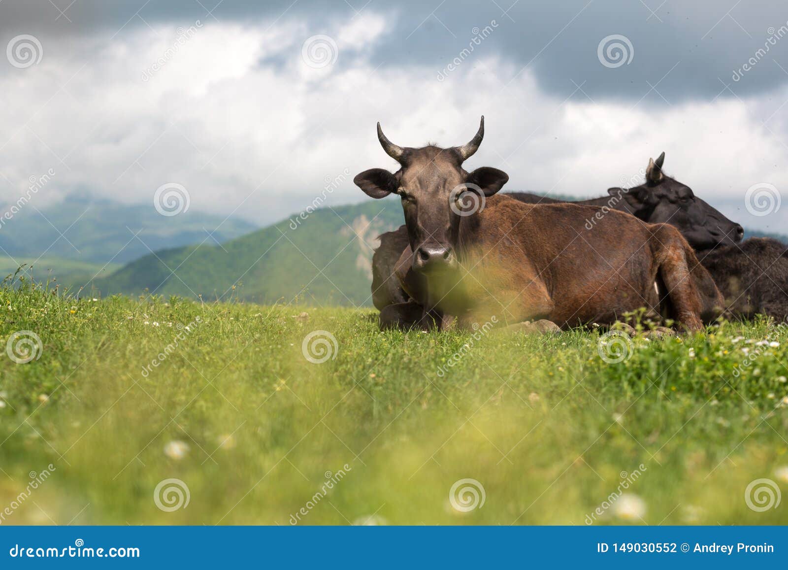 Cows on the Alp Fields. a Cows is Sitting at an Alpine Meadow in the ...
