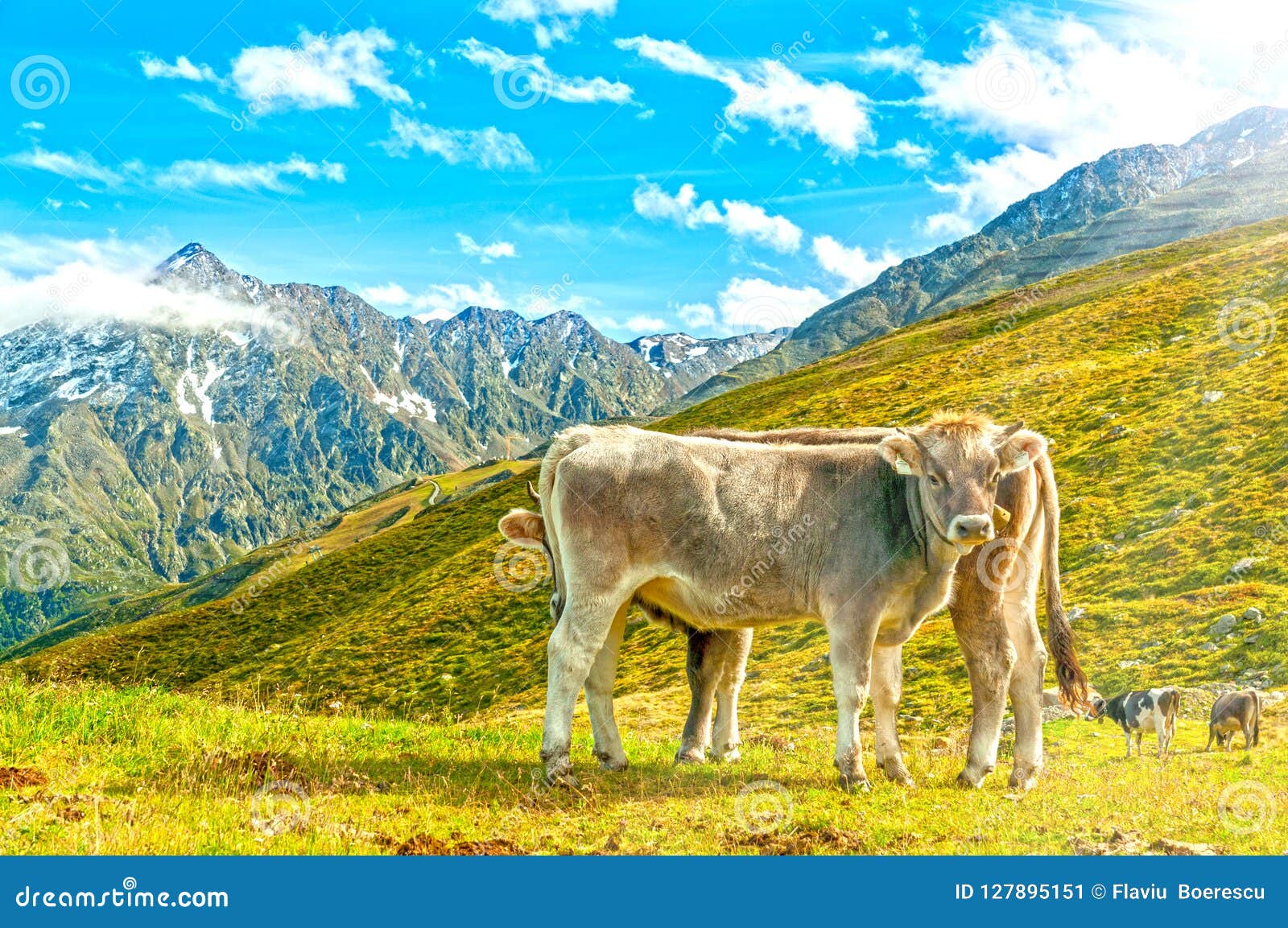 Cows on alpine pasture stock image. Image of animal - 127895151
