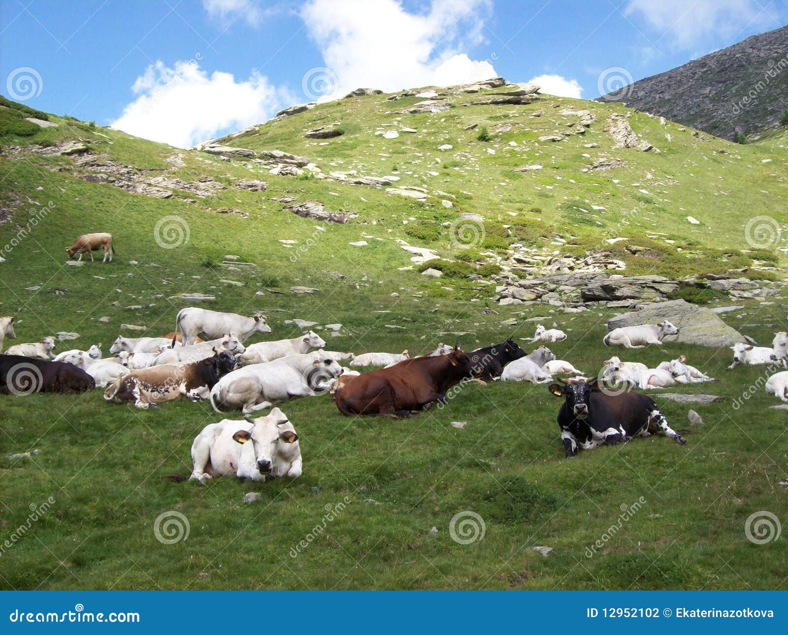 Cows in the Alps stock photo. Image of mountains, alps - 12952102