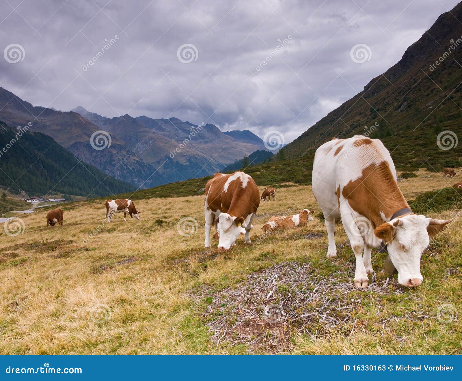 Cows in Alps stock image. Image of nature, alps, tirol - 16330163