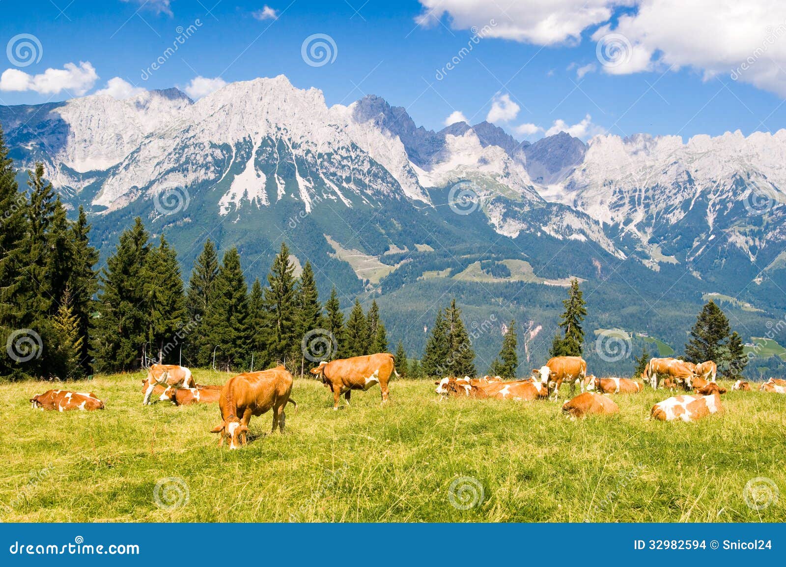 Cows in Alps stock photo. Image of beef, grass, austria - 32982594