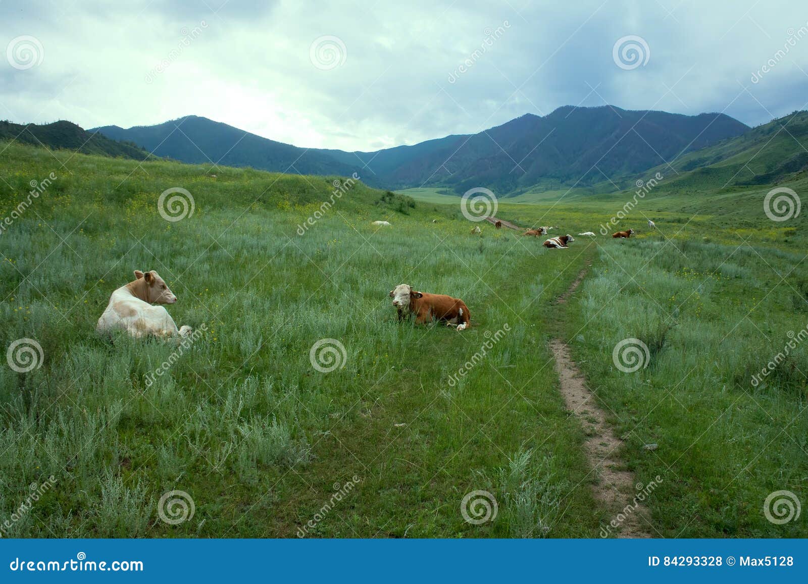 Cows in Altai Mountains Grazing Stock Photo - Image of breeding ...