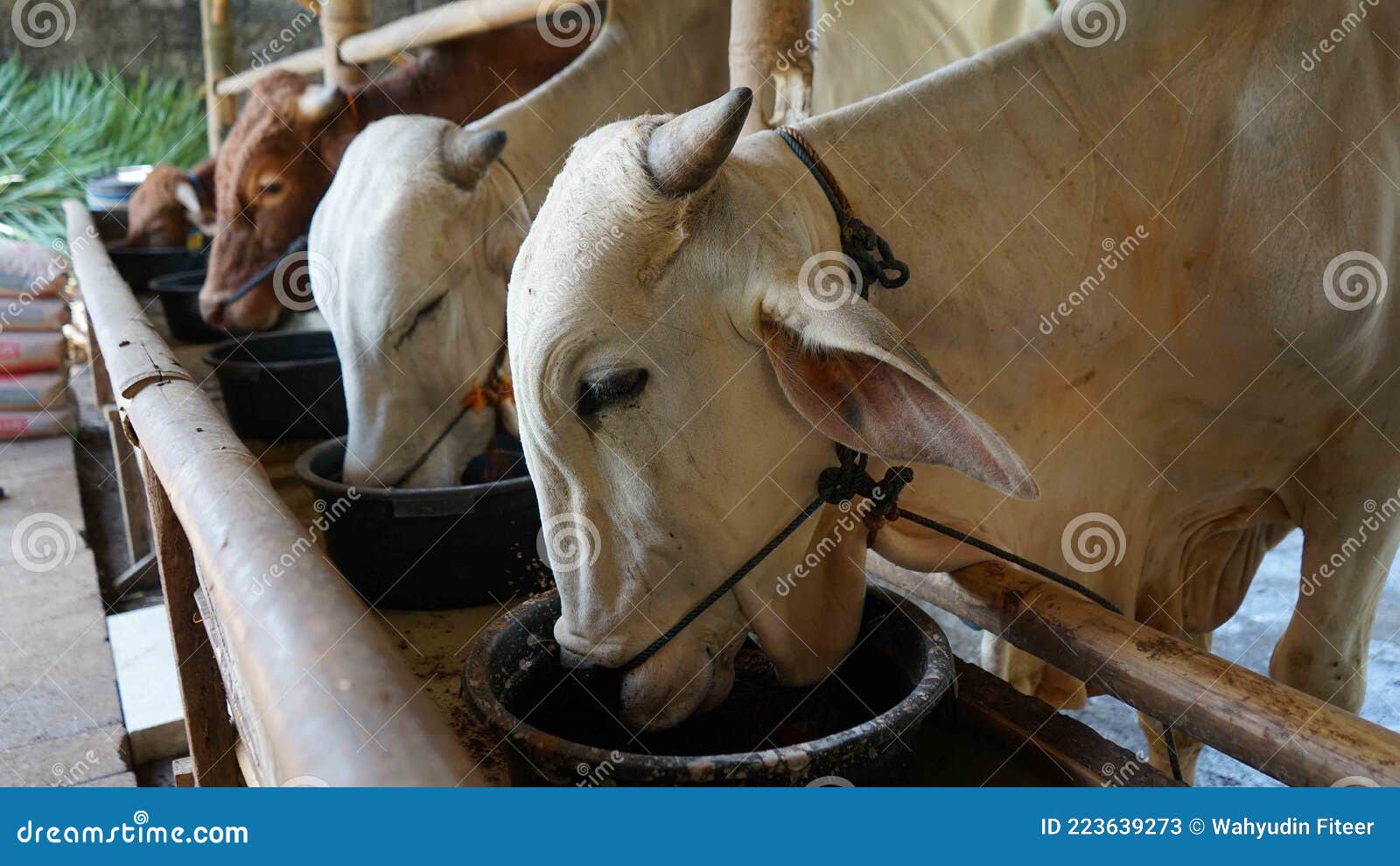 Cows are Animals that always Provide Benefits To Humans Stock Image ...