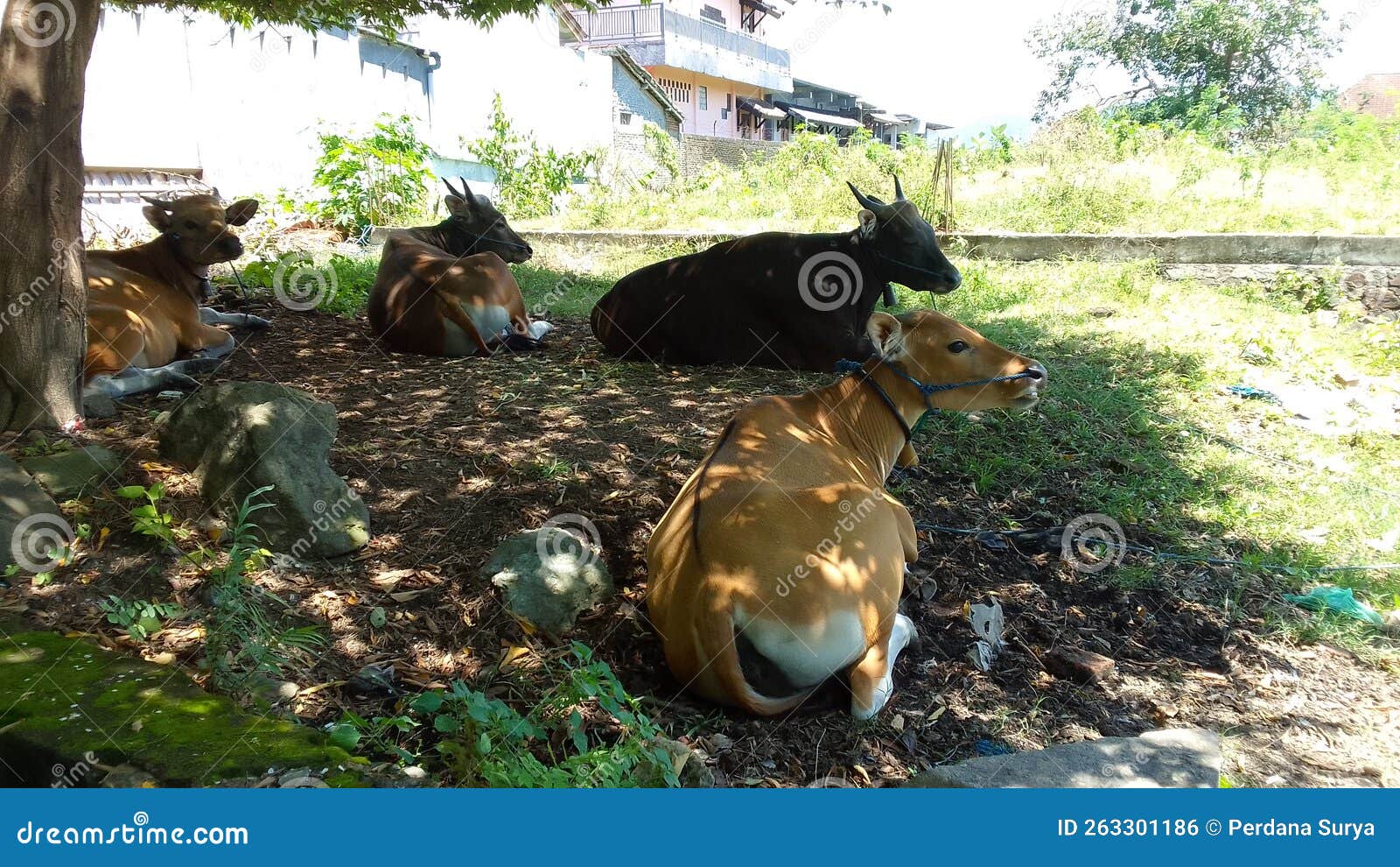 Cows Animals Trees Countryside Sunny Stock Photo - Image of countryside ...