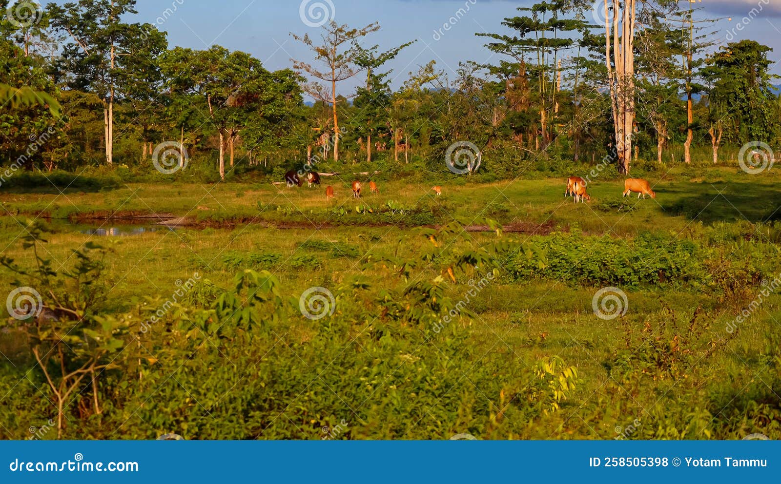 Cows are Grazed in the Meadow by the Locals. Stock Photo - Image of ...