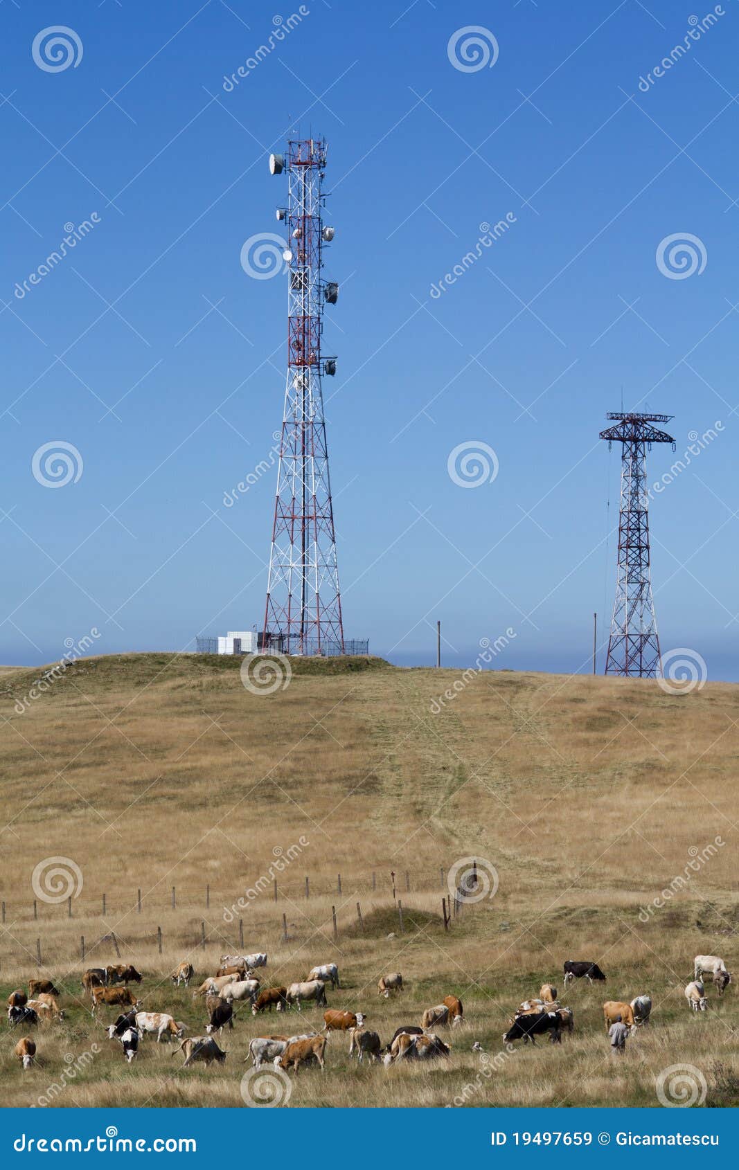 Cows and antennas stock image. Image of hiking, ground - 19497659