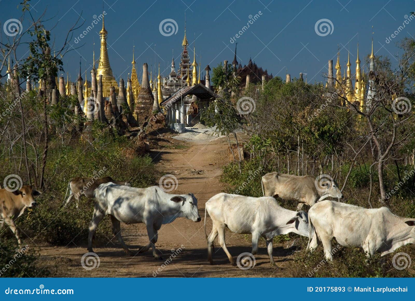 Cows Around the Stupas of Inn Taing Temple. Stock Image - Image of ...