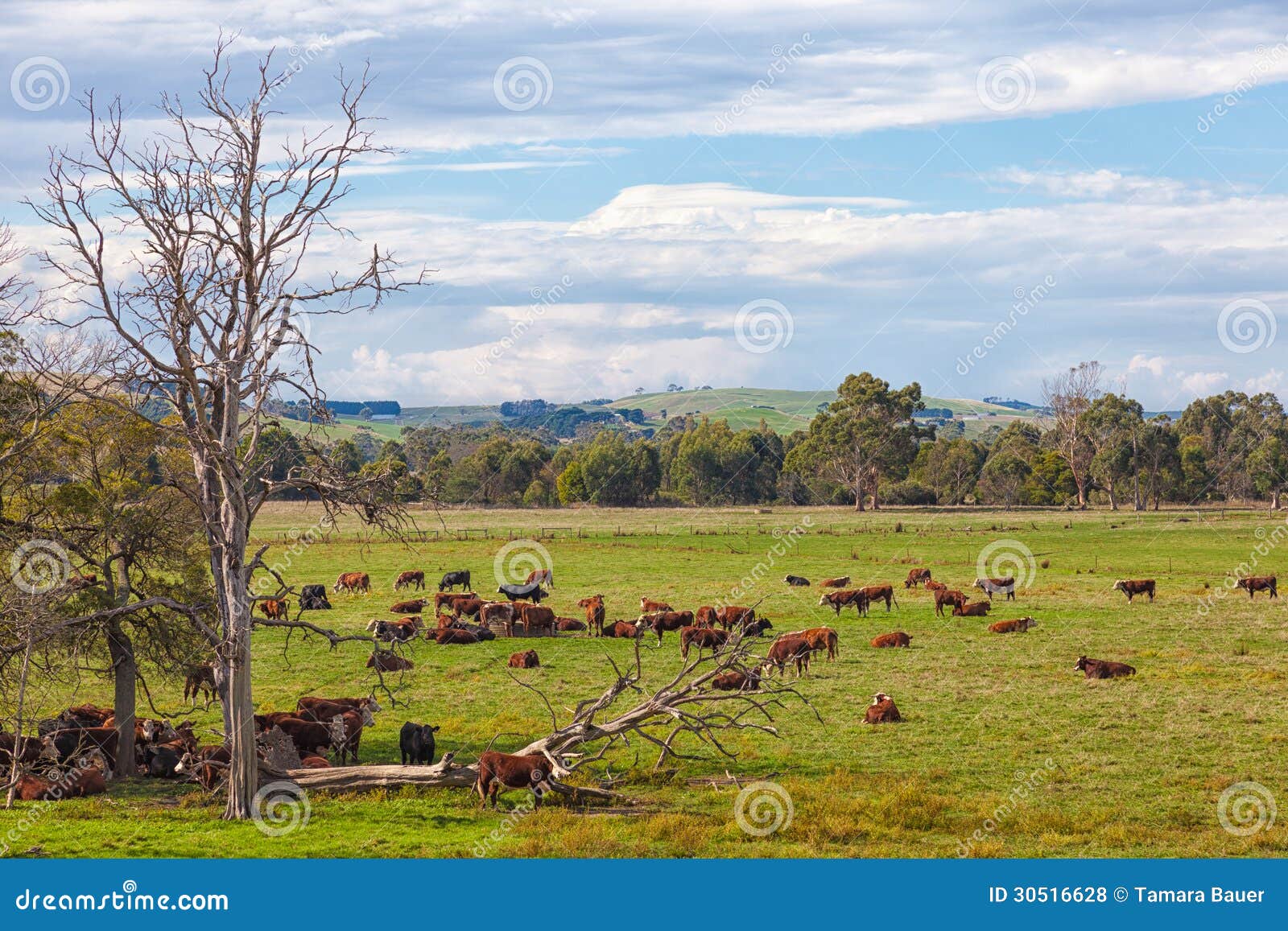Cows in Australia stock photo. Image of paddock, rural - 30516628