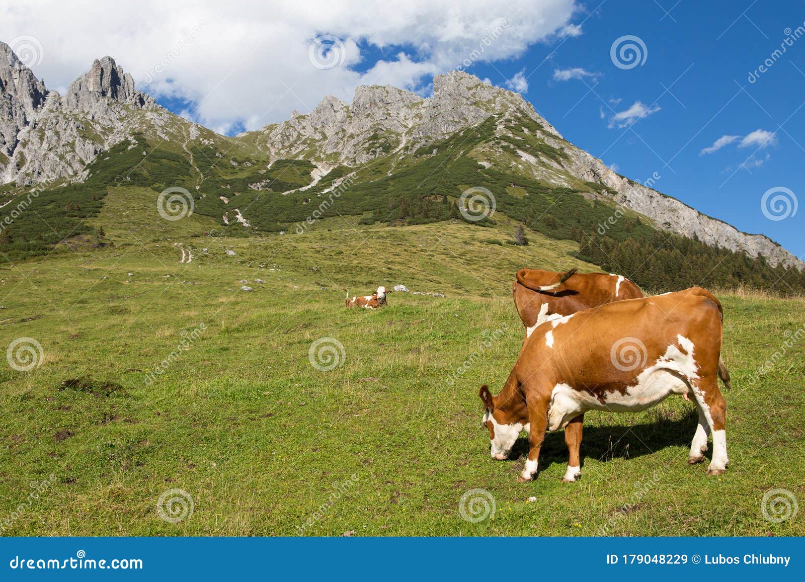 Cows on Austrian Alp, Austria Stock Image - Image of alpine, bull ...