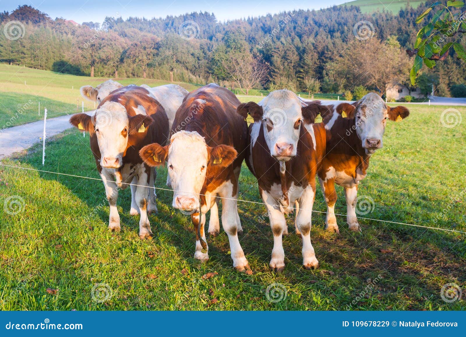 Cows in the Austrian Alps stock image. Image of bovine - 109678229