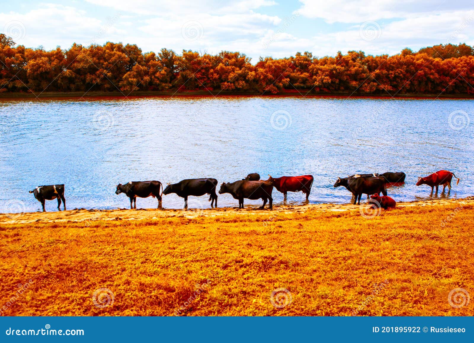 Cows in autumn stock photo. Image of agriculture, bovine - 201895922