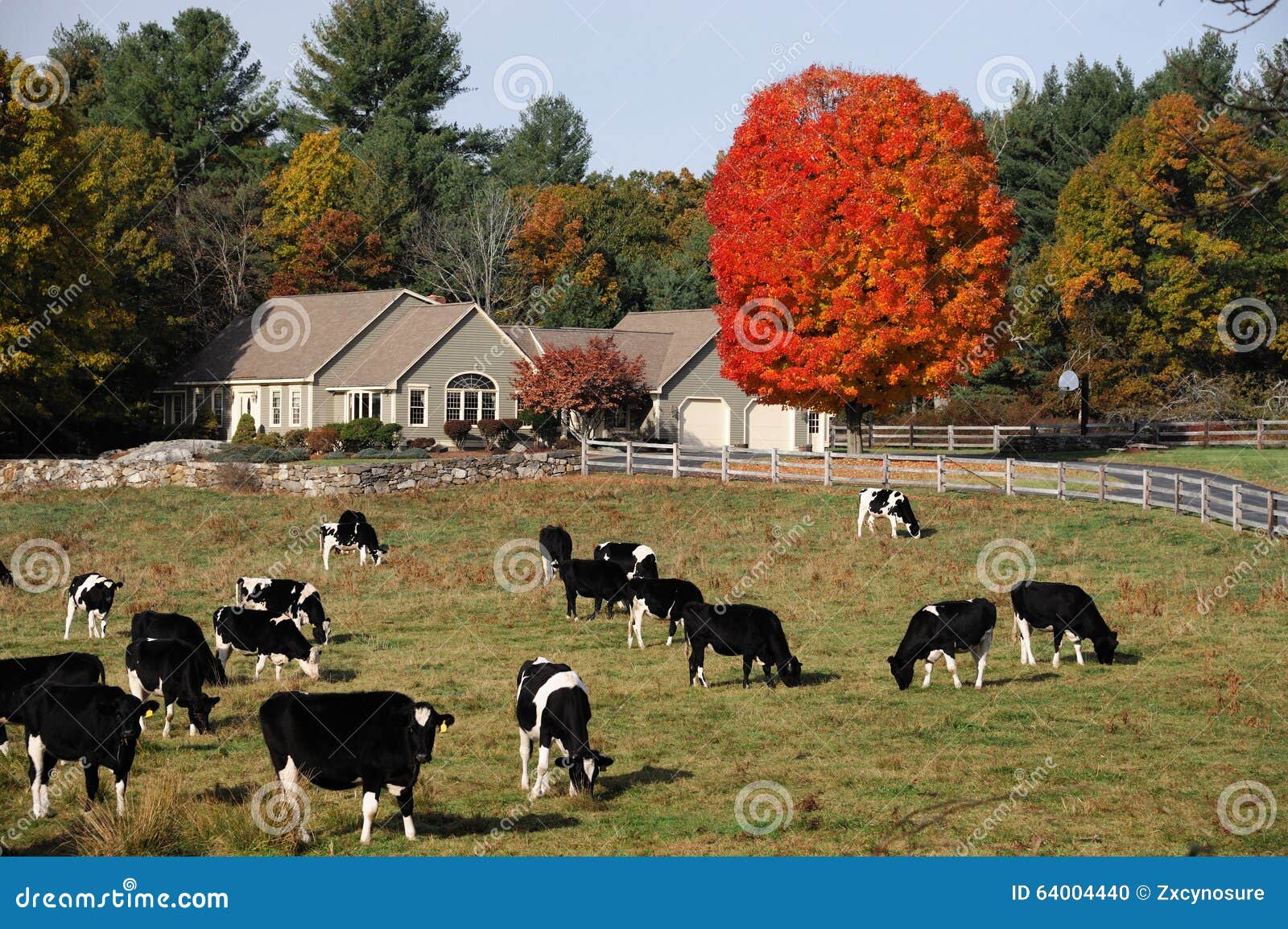 Cows in autumn farm stock photo. Image of ranch, farmland - 64004440