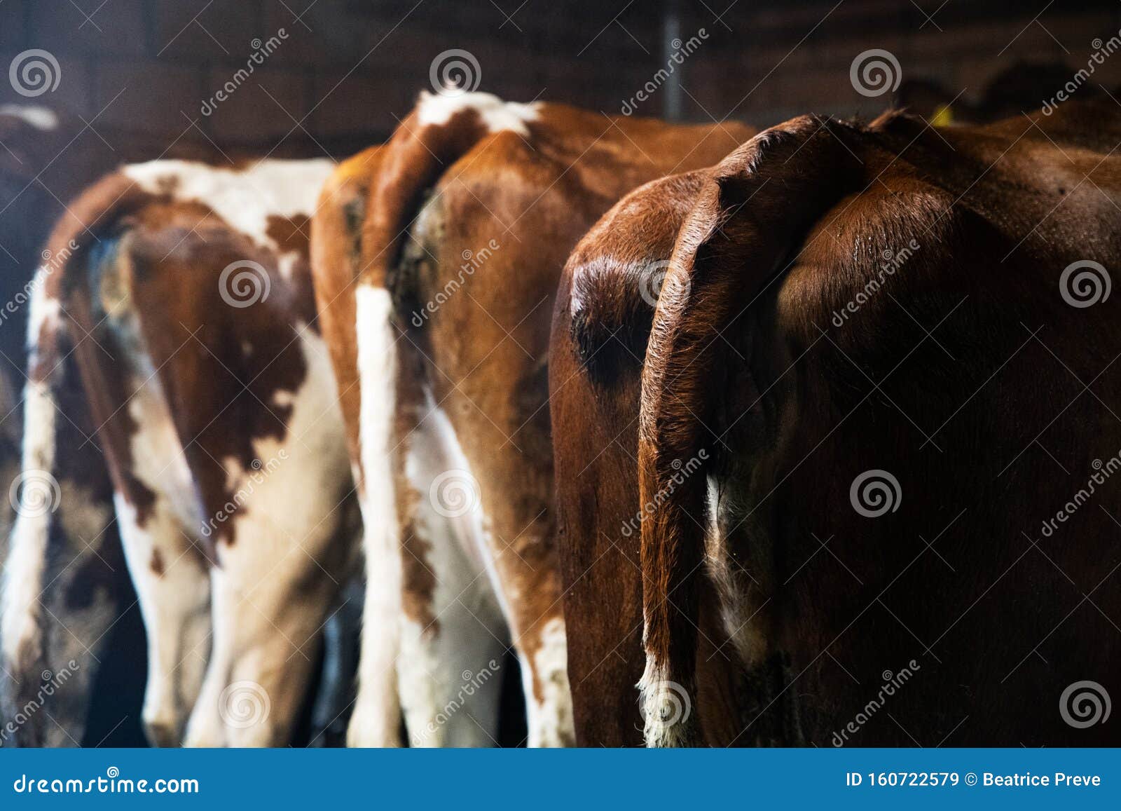 Cows back view stock image. Image of farming, beef, animal - 160722579