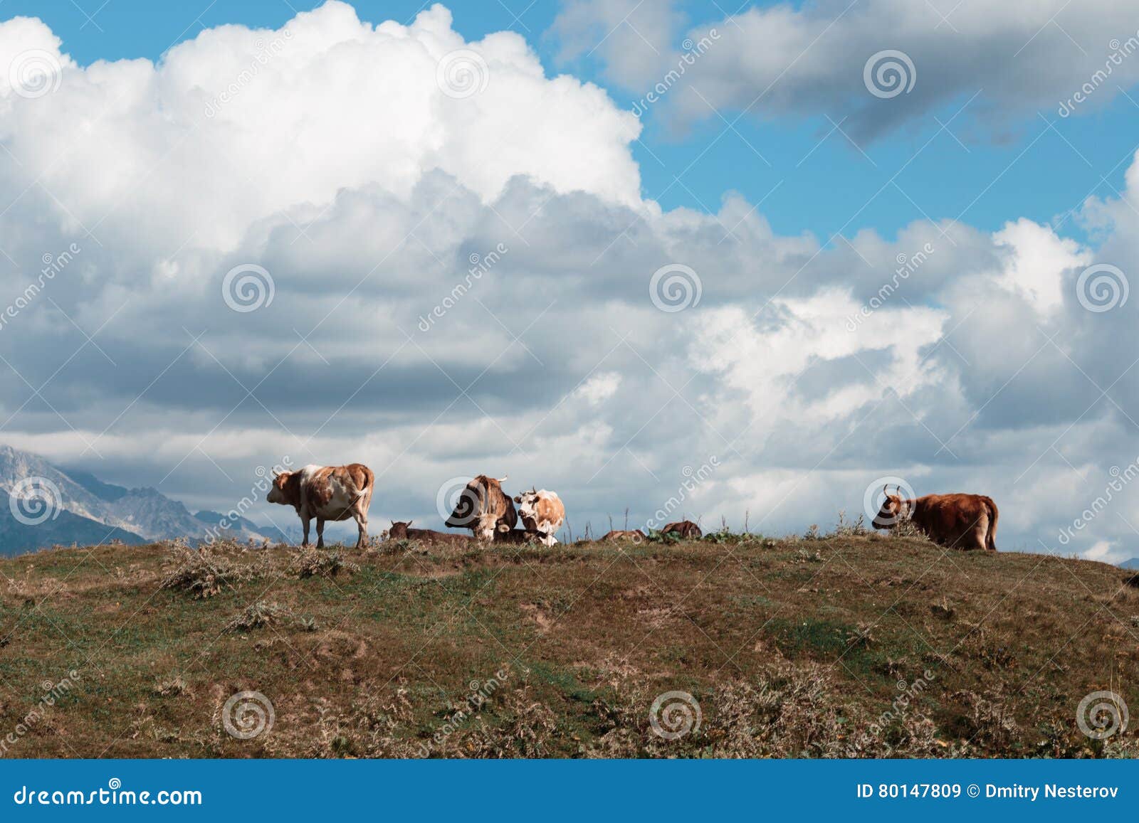 Cows on the Background of a Mountain Landscape. Stock Image - Image of ...
