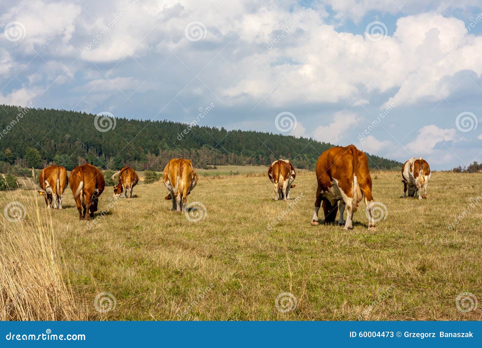 Cows backside stock image. Image of landscapes, cows - 60004473