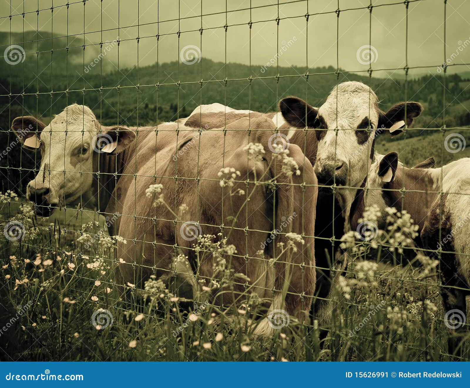 Cows in barn. stock image. Image of fence, agricultural - 15626991