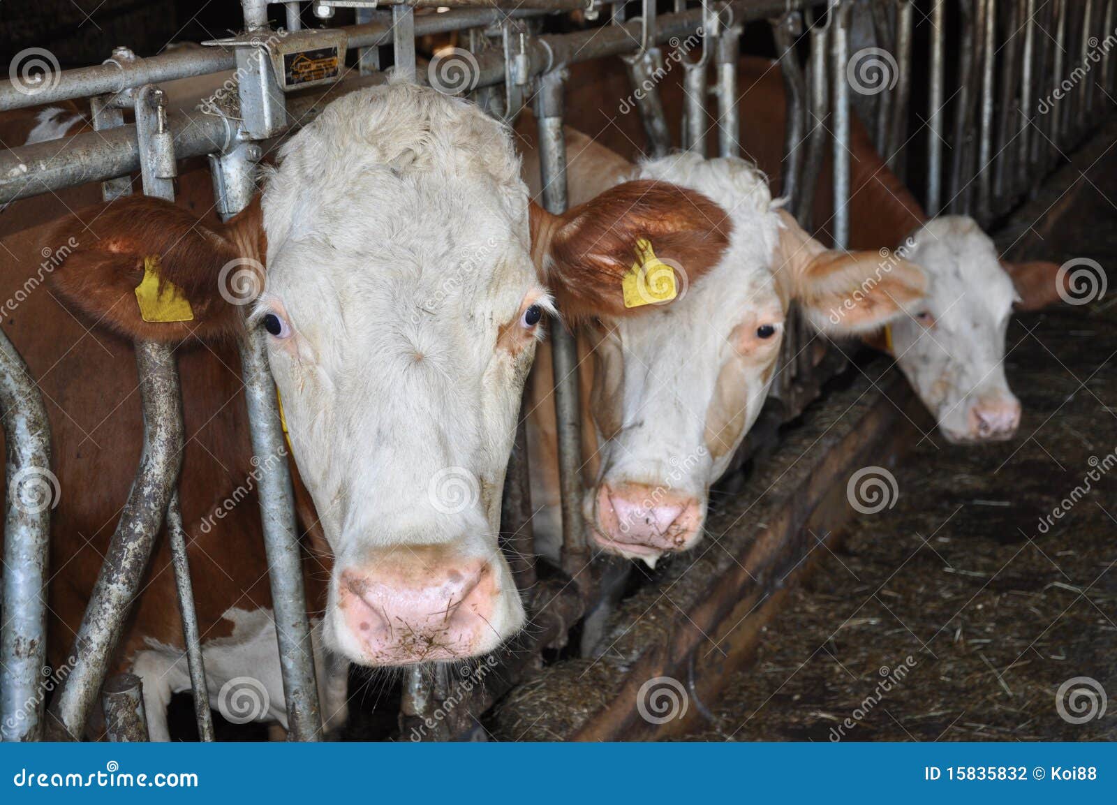 Cows in the barn stock photo. Image of fairy, house, cowhouse - 15835832