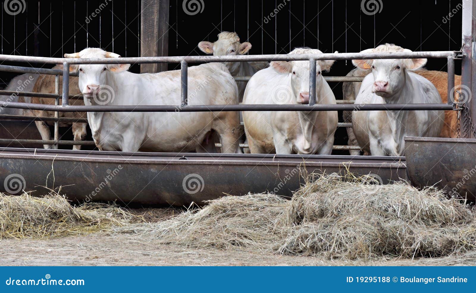 Cows in a barn stock photo. Image of bovine, charolais - 19295188
