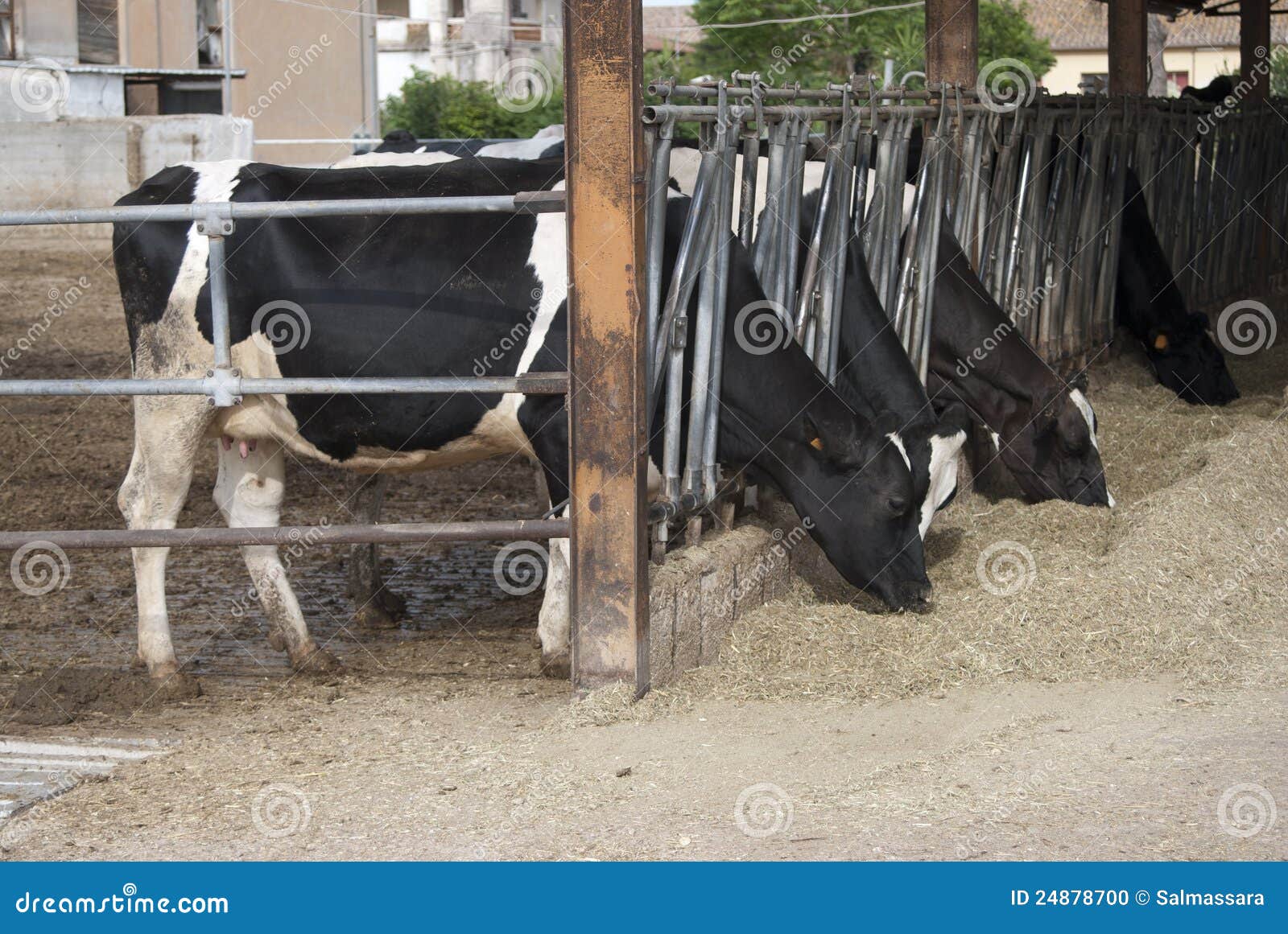 Cows in a barn stock photo. Image of farming, farm, milking - 24878700
