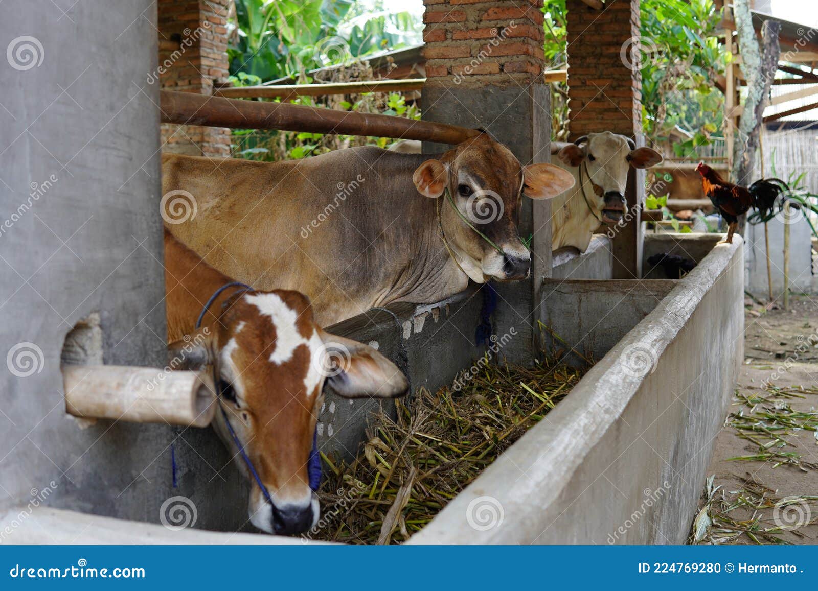 Cows in the barn stock photo. Image of animals, young - 224769280