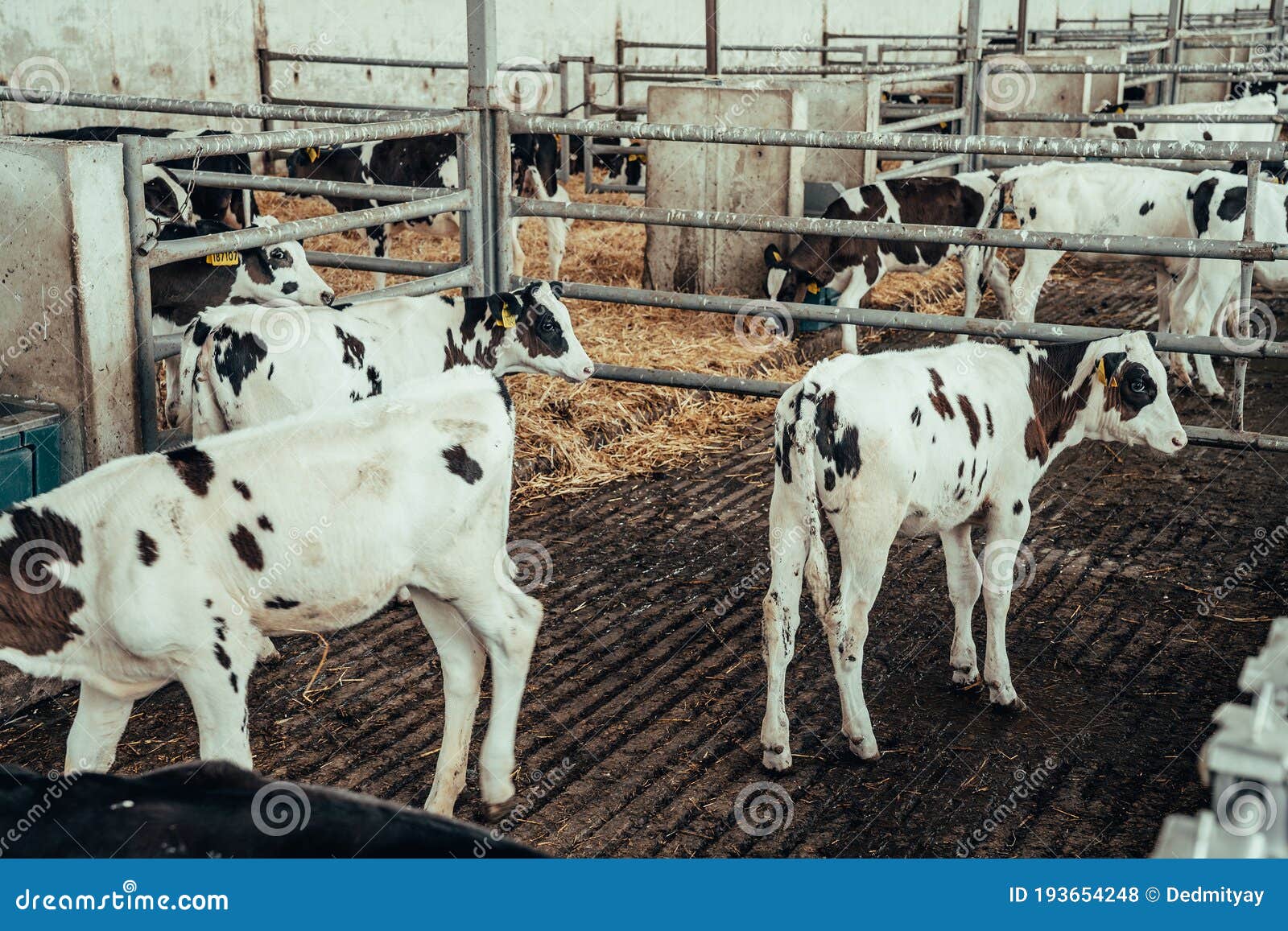 Cows in Barn in Dairy Farm. Industrial Breeding Cattle Stock Photo ...
