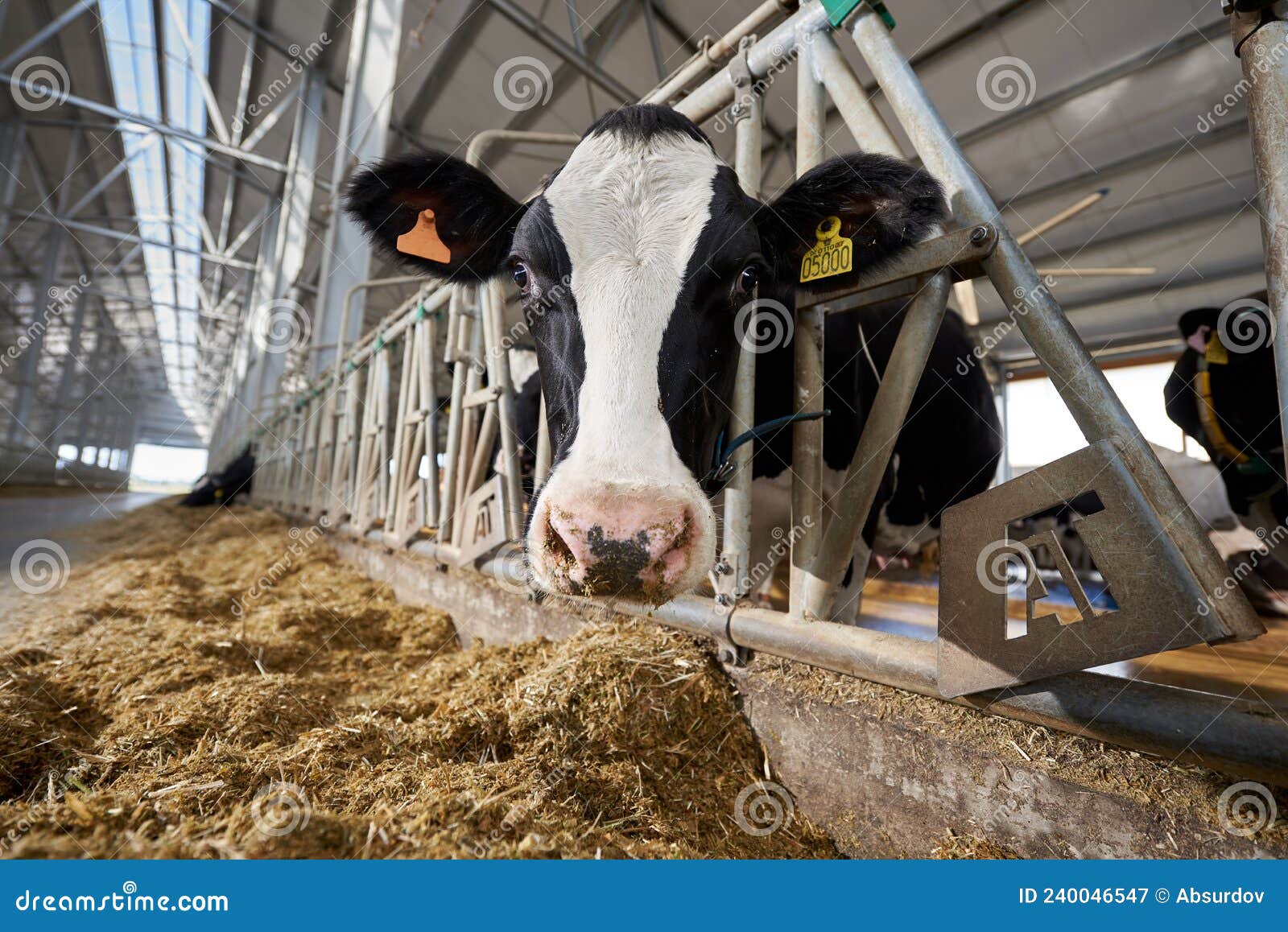 The Cows in the Barn are Eating Stock Image - Image of cowshed, country ...