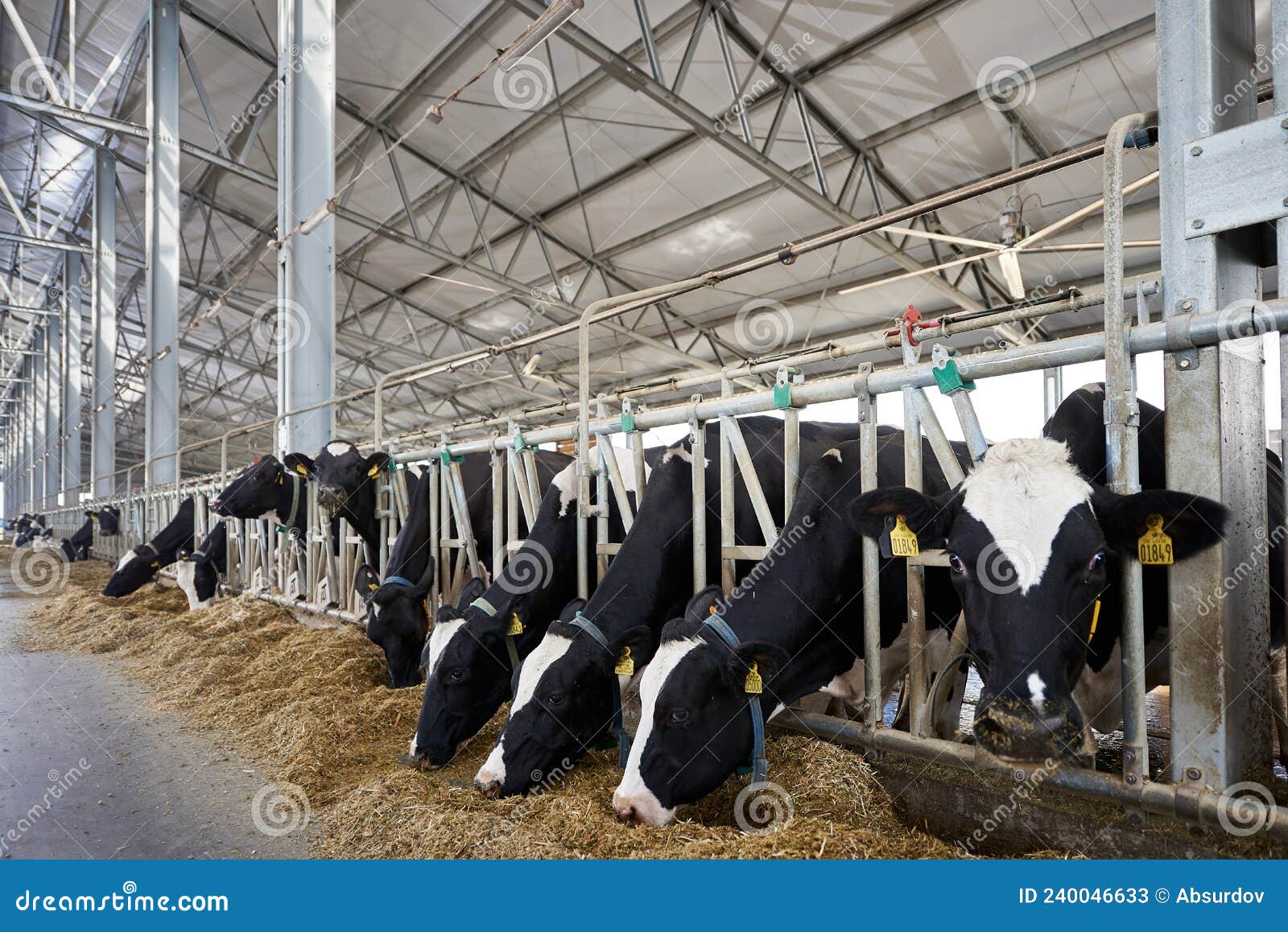 The Cows in the Barn are Eating Stock Image - Image of mammal, rural ...
