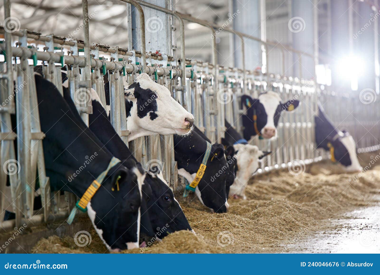 The Cows in the Barn are Eating Editorial Photo - Image of bull, bovine ...