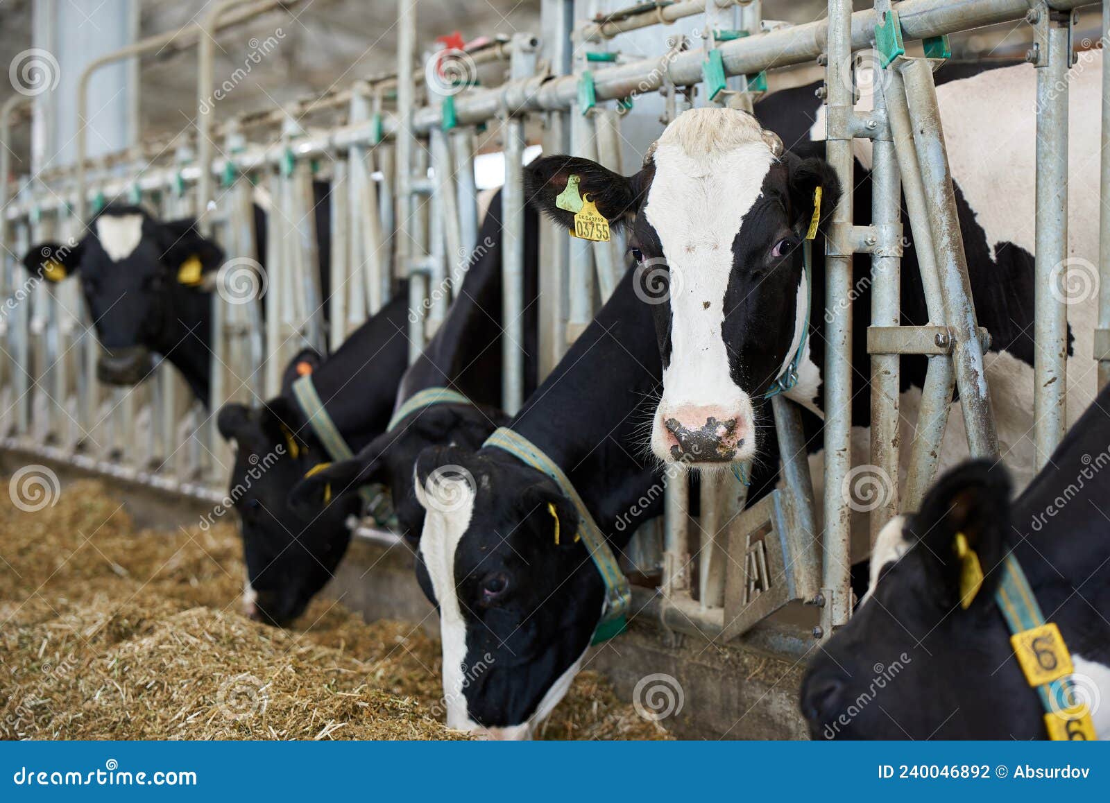 The Cows in the Barn are Eating Stock Photo - Image of grazing, animal ...