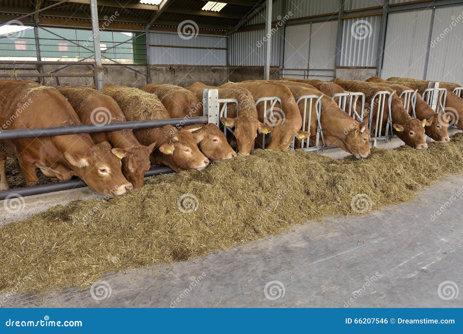 Cows in a barn stock photo. Image of cattle, food, ranch - 66207546
