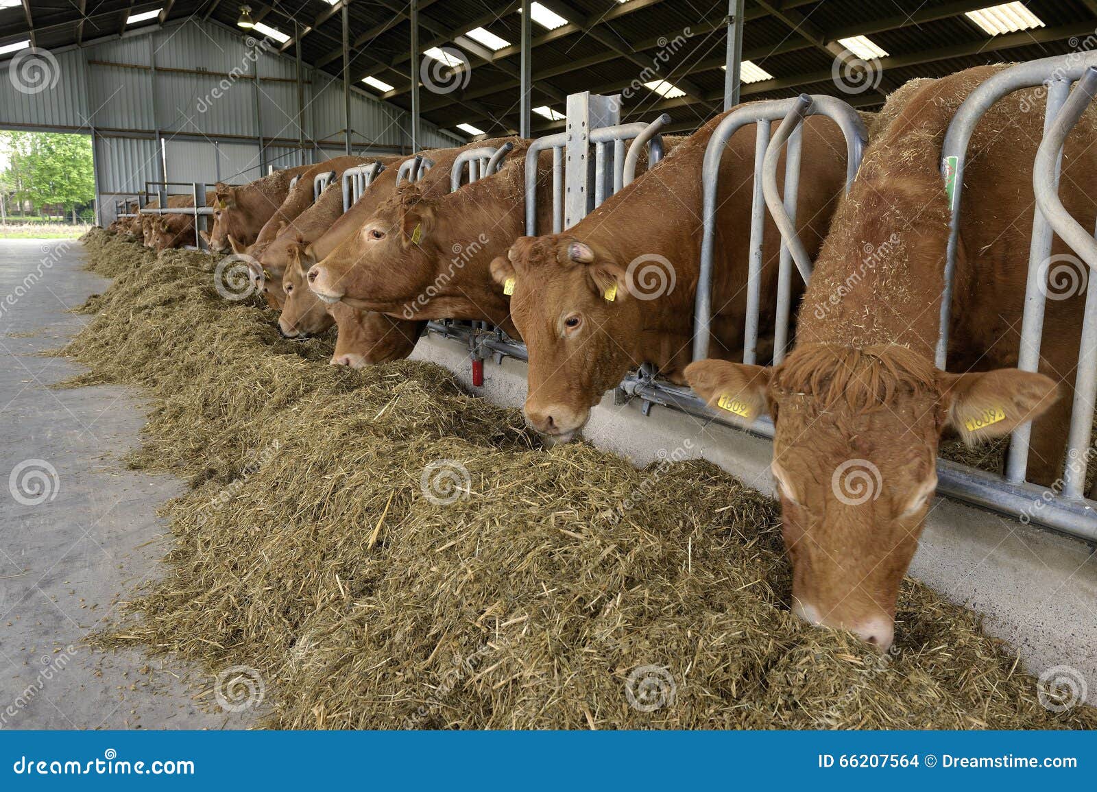 Cows in a barn stock photo. Image of group, industry - 66207564