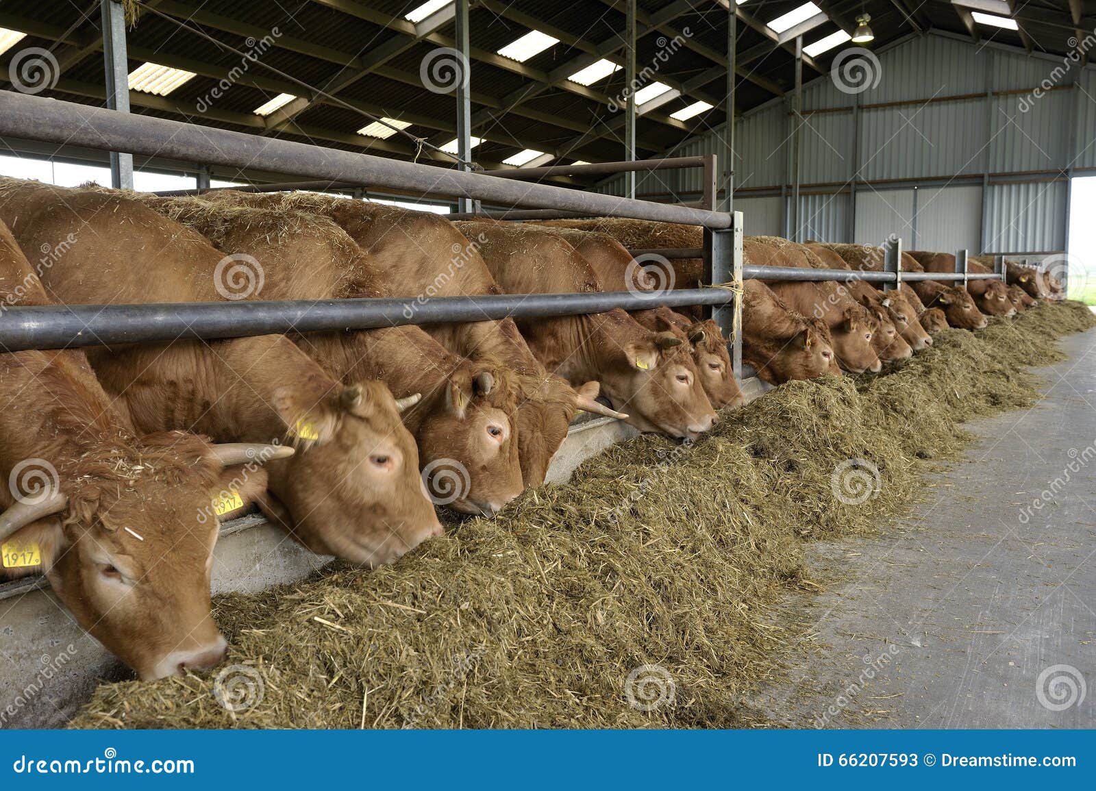 Cows in a barn stock image. Image of beef, herd, stable - 66207593