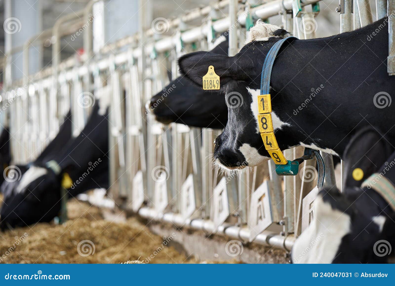 Cows in the Barn at the Farm Stock Image - Image of dairy, cowshed ...