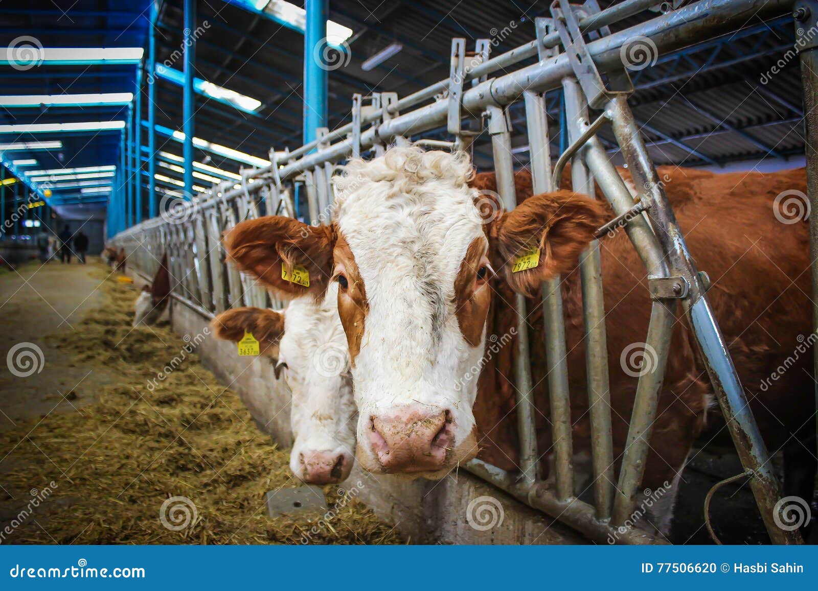 Cows in the barn stock photo. Image of farmland, cows - 77506620
