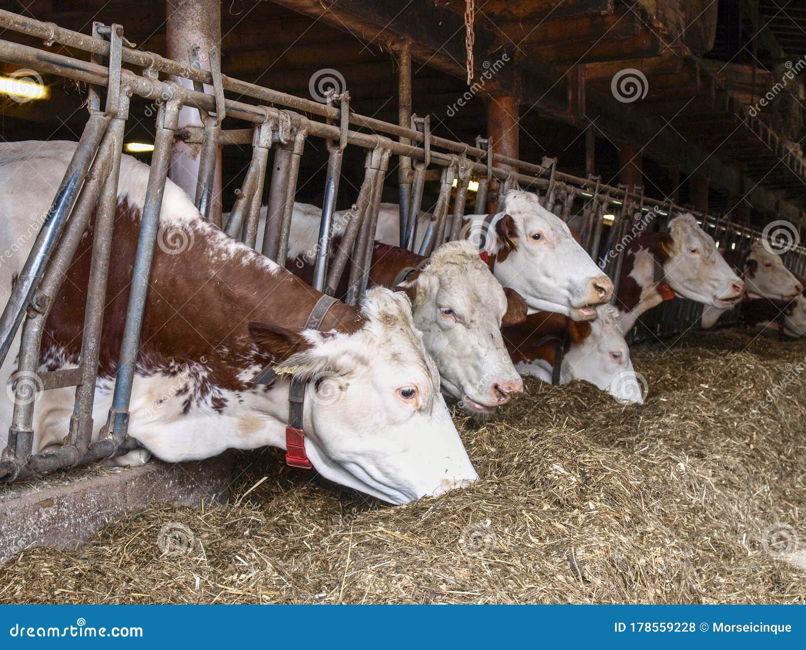 Cows in the Barn with Hay To Eat Stock Photo - Image of feeding, geneva ...