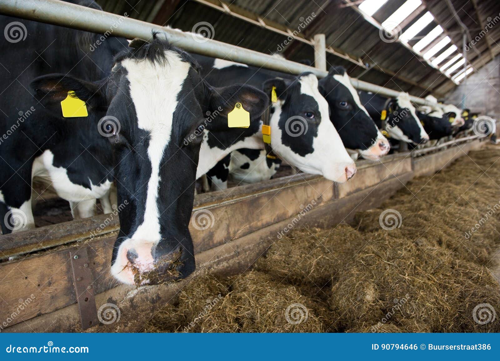 Cows in barn stock photo. Image of barn, farm, farmland - 90794646