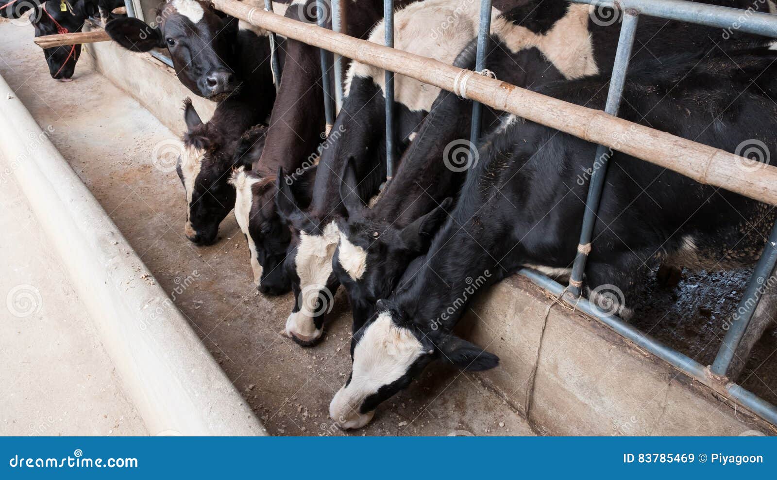 Cows at barn stall in farm stock image. Image of udder - 83785469