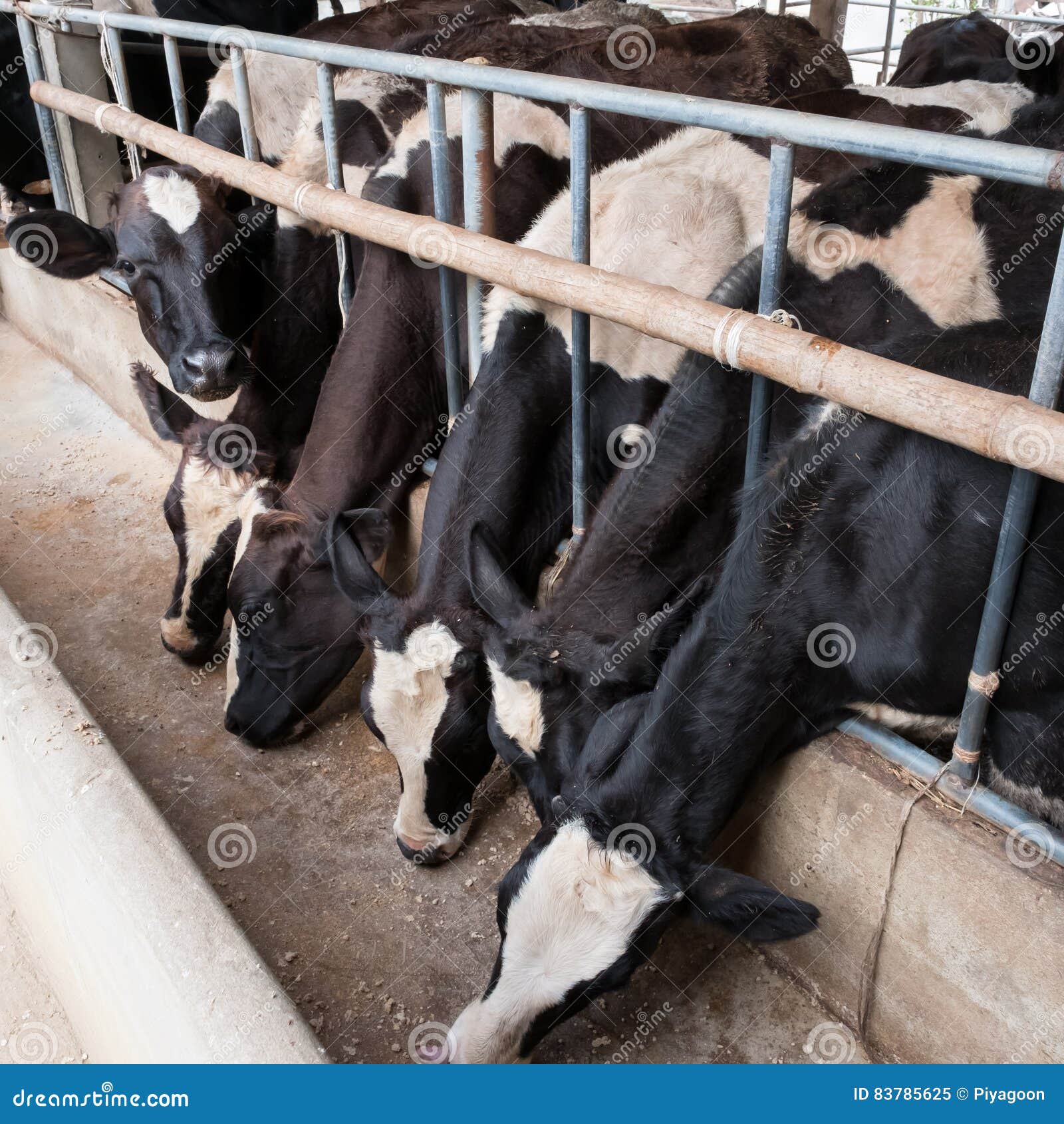 Cows at barn stall in farm stock image. Image of breed - 83785625