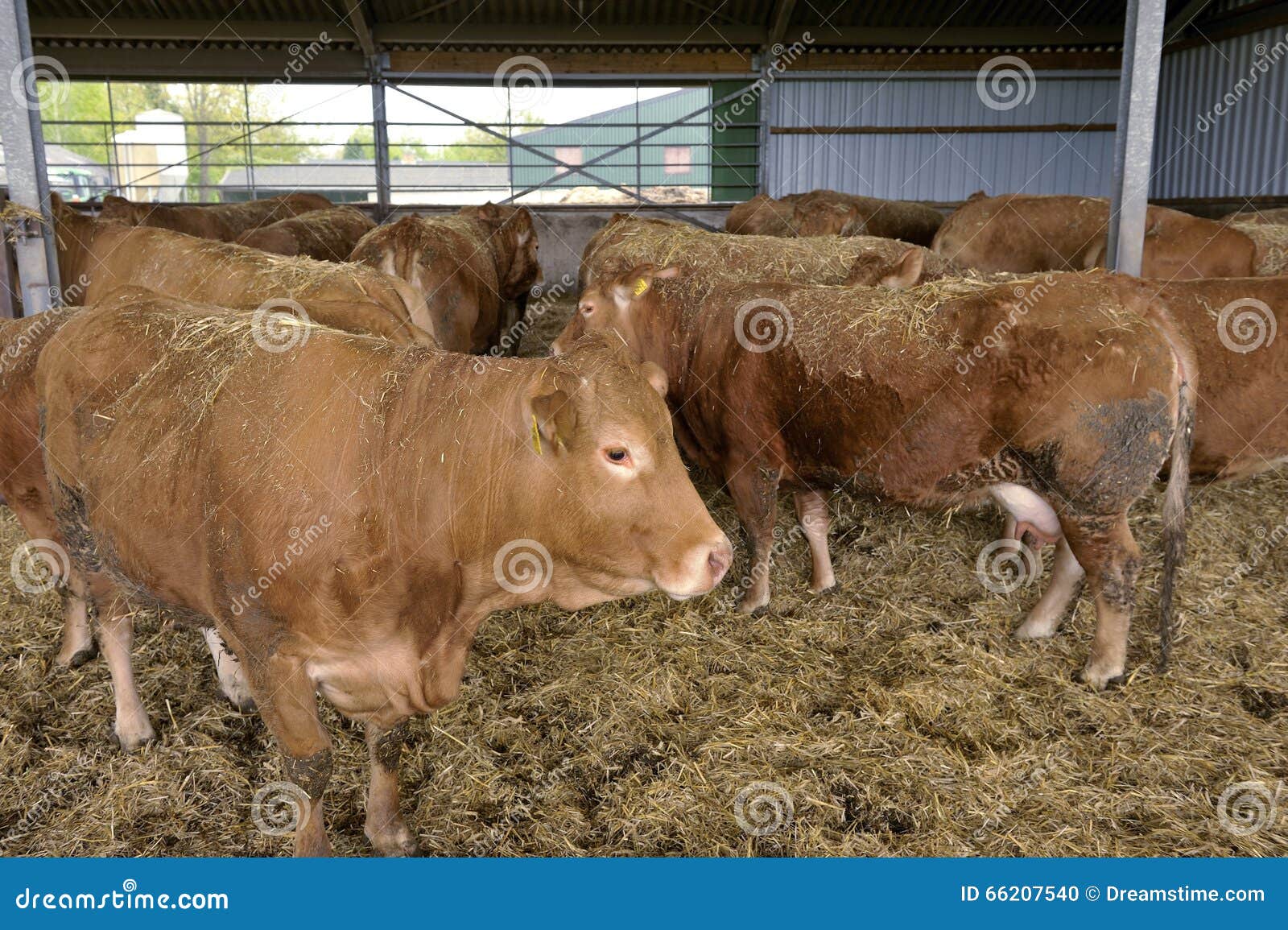 Cows in a barn stock photo. Image of eating, stable, group - 66207540