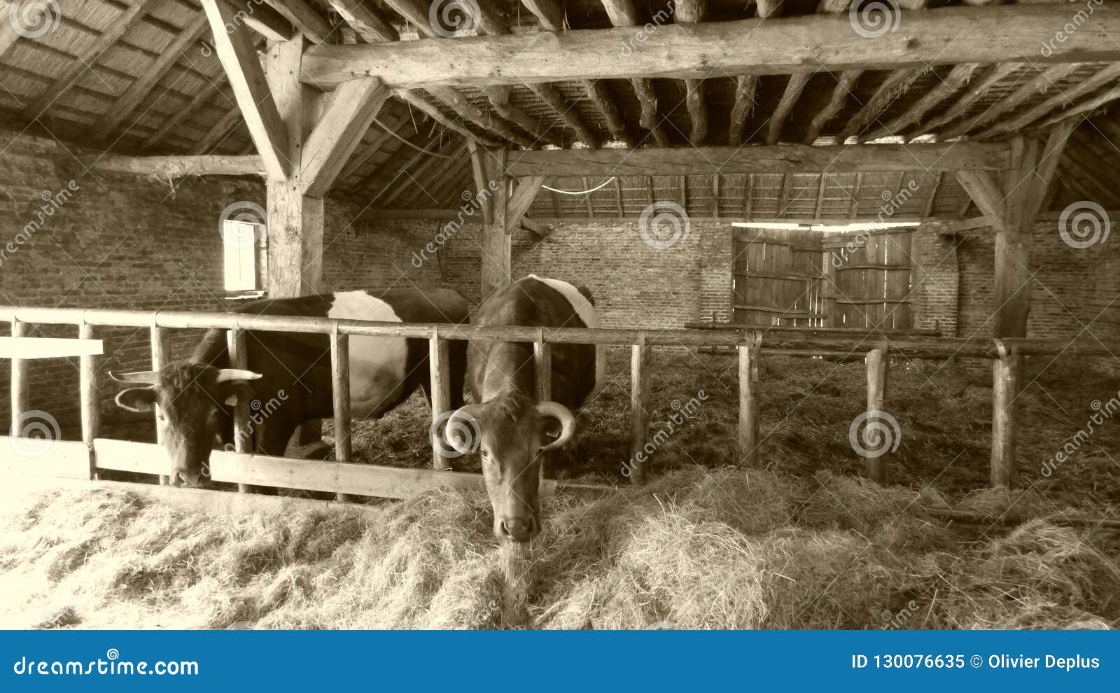 Cows in the barn stock image. Image of steading, straw - 130076635