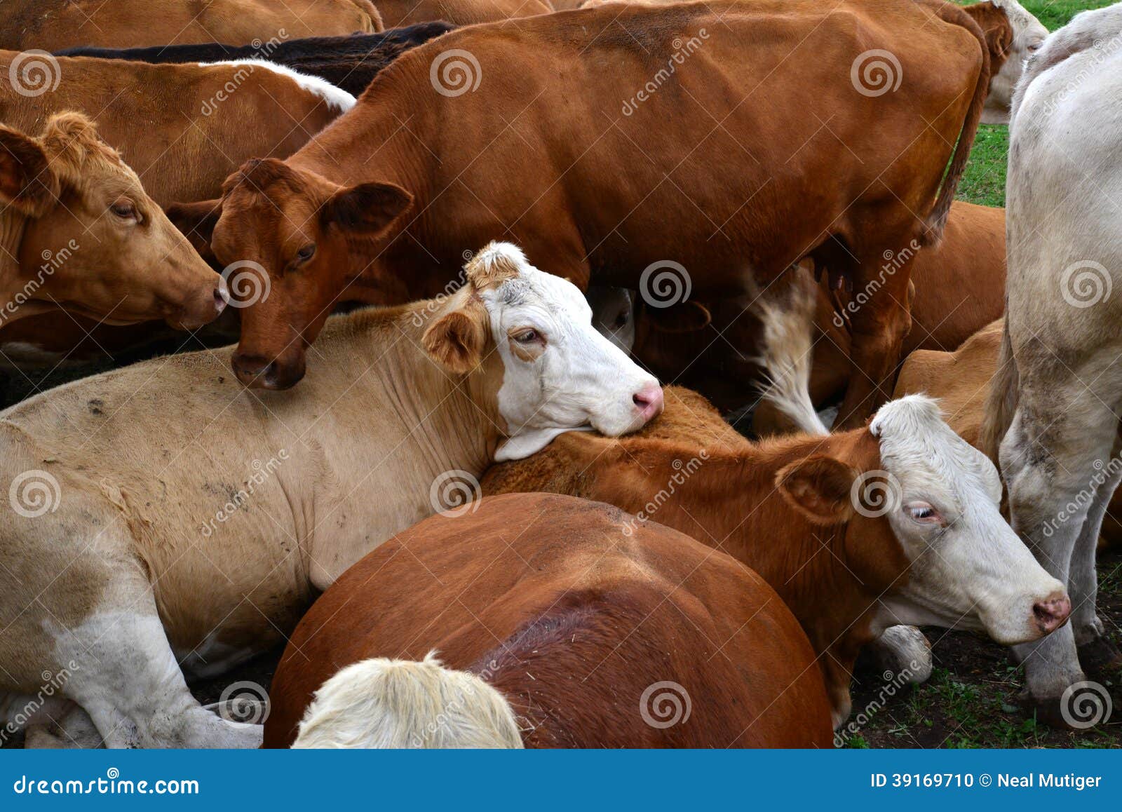 Cows stock photo. Image of cows, heard, field, pasture - 39169710