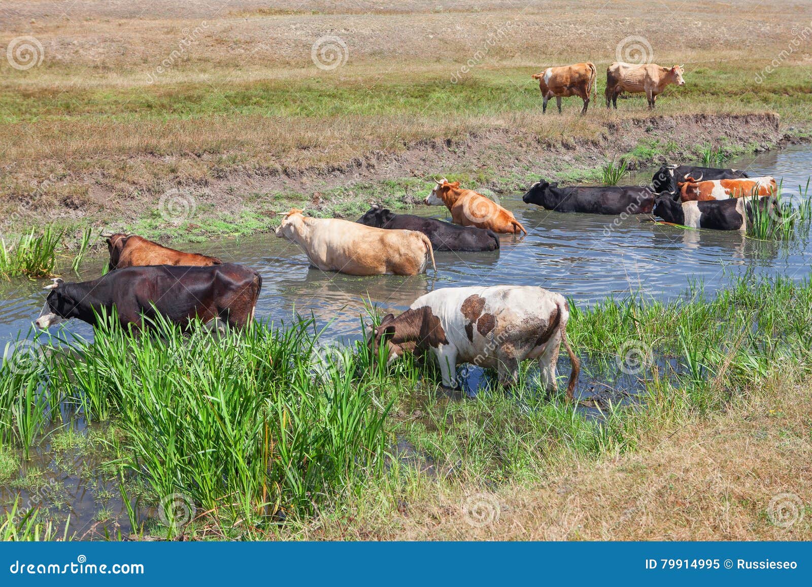 Cows bathing in river stock image. Image of reed, water - 79914995