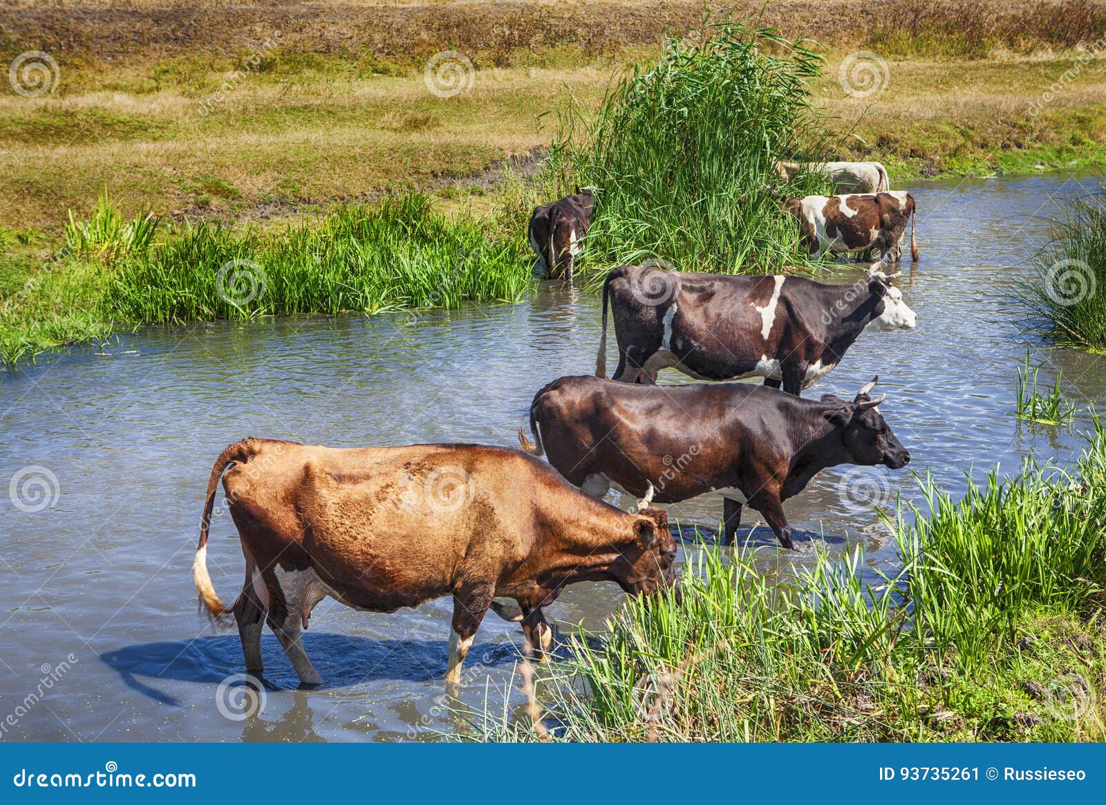 Cows bathing stock image. Image of pond, farmland, village - 93735261